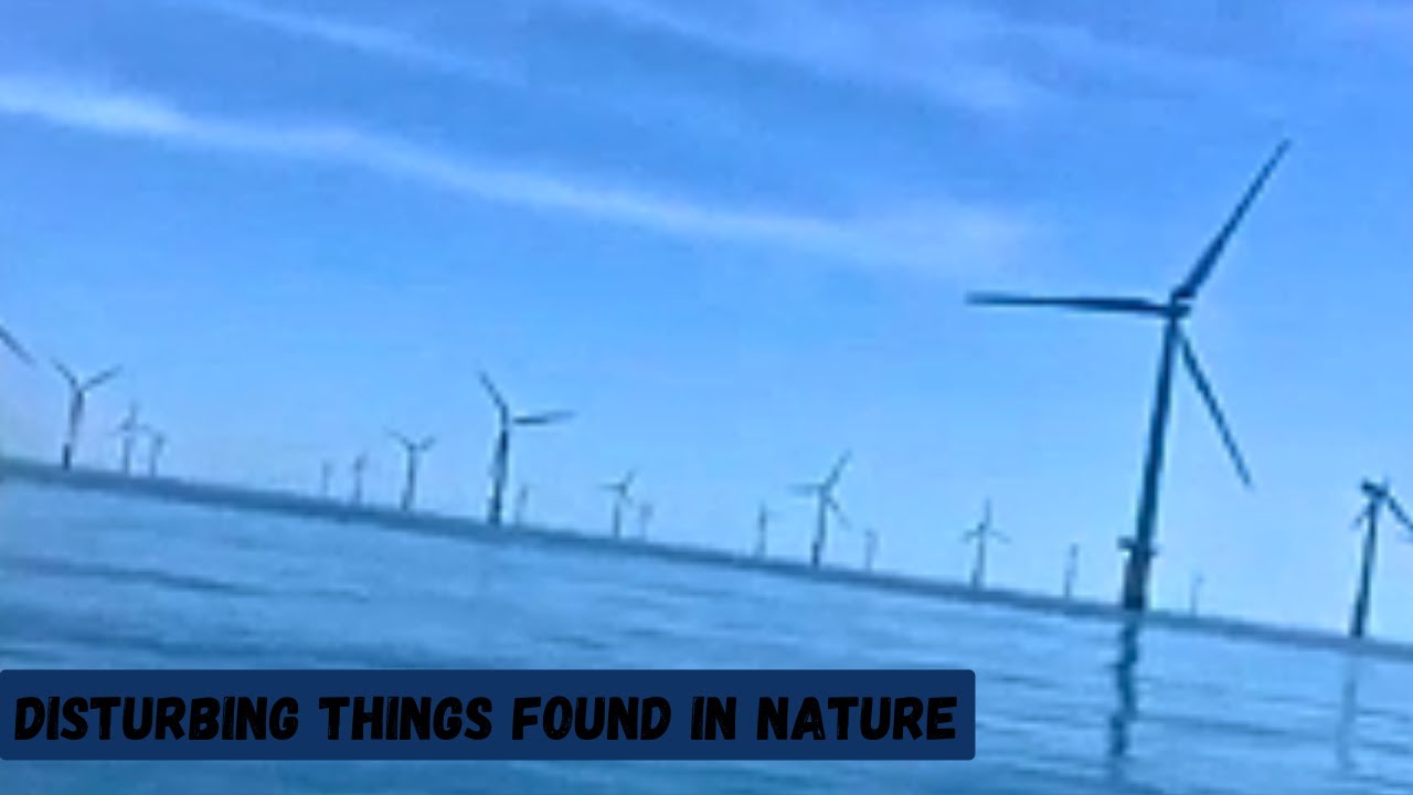 Disturbing Things Found in Nature - YouTube