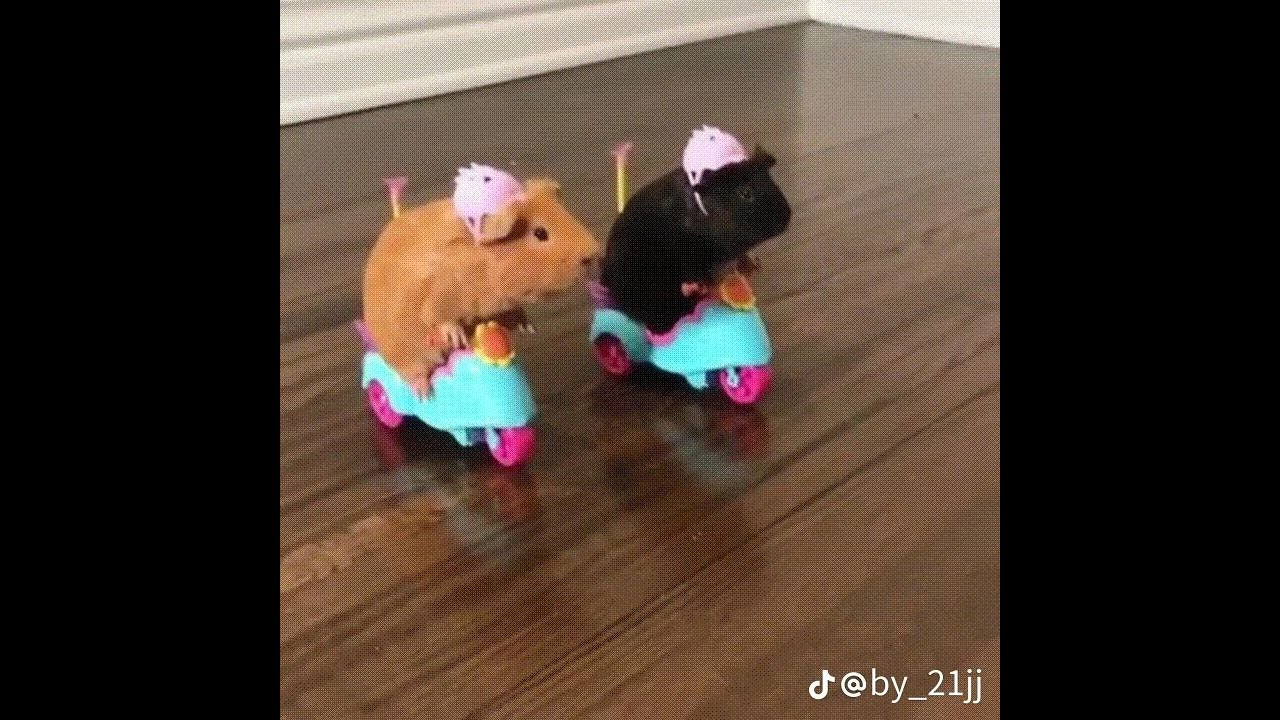 ha ha animals 6 - YouTube