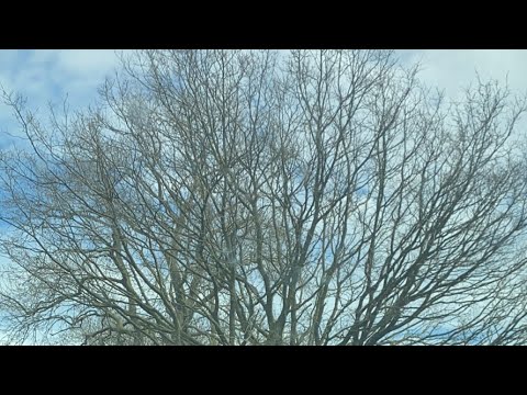 Heyworth & Moss Level Crossings - LCS2023 LIVE - YouTube