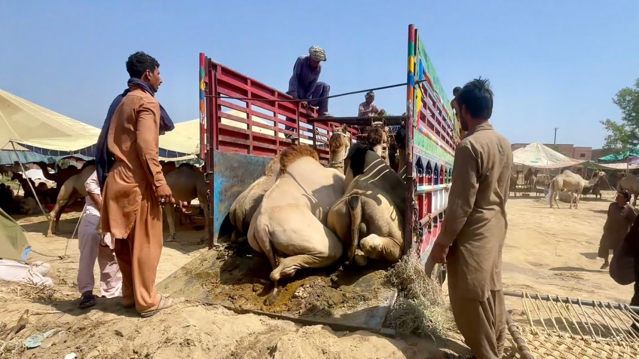 Aggressive Camel Unloading Gone Wrong | Angry Camel Unloading - YouTube