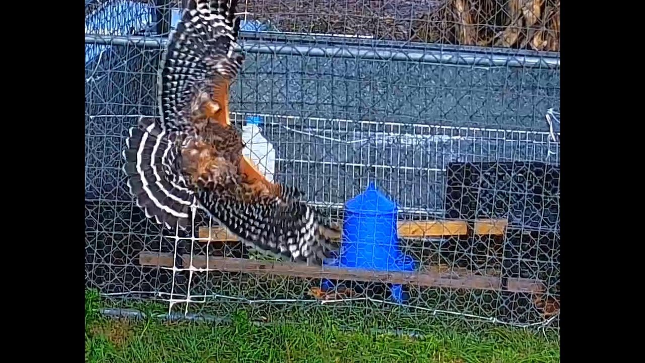 Hawk Attack Chicks, New Chicken Run expansion Safety. - YouTube