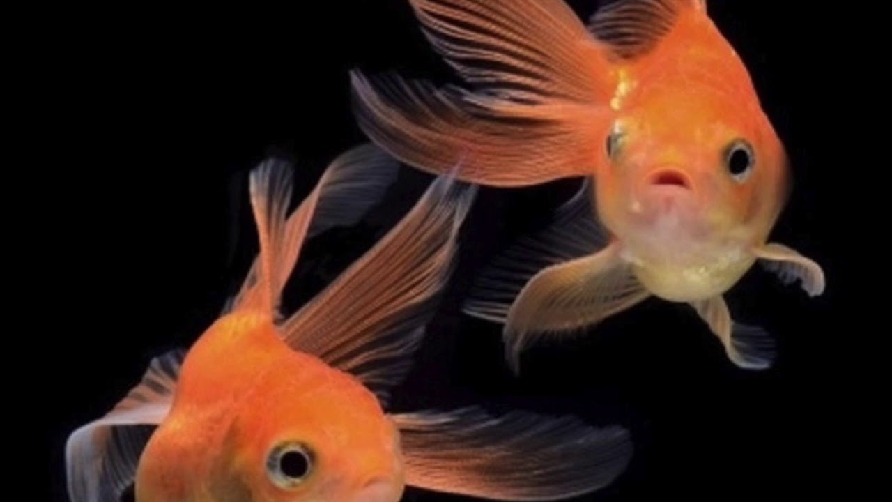 Debussy : Poisson d'or - YouTube