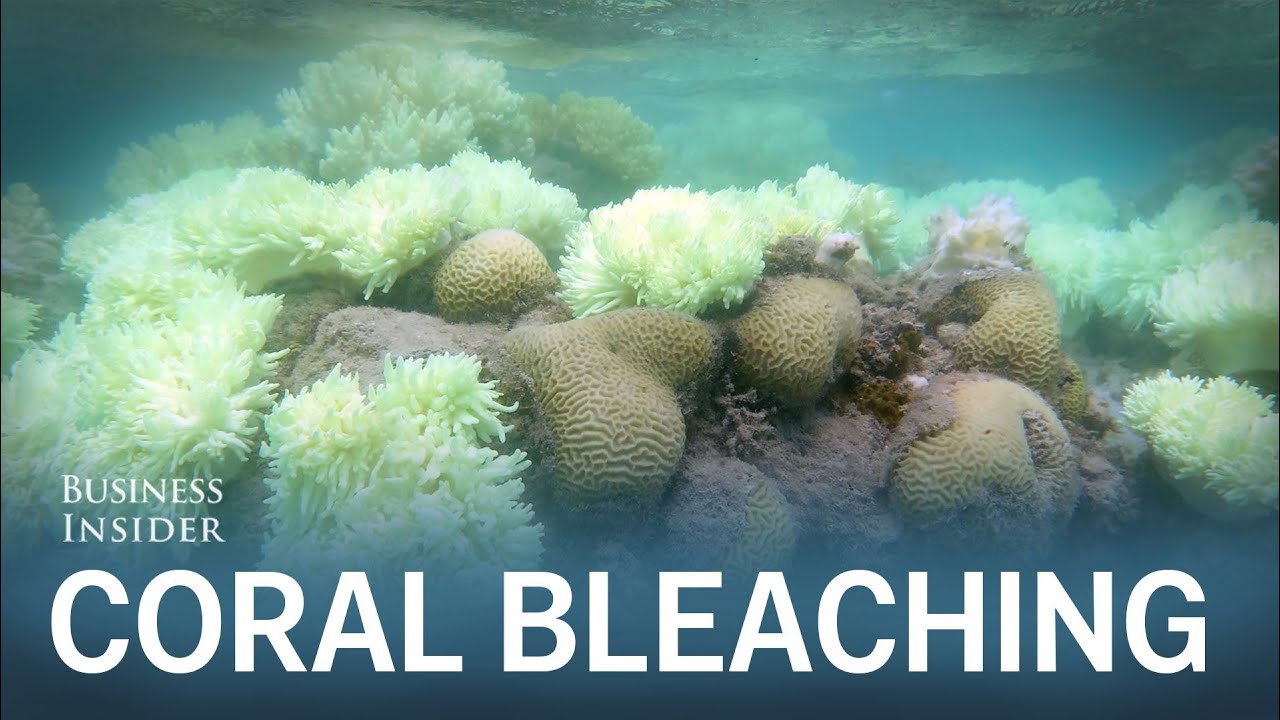 'We are currently experiencing the longest global coral bleaching event ...