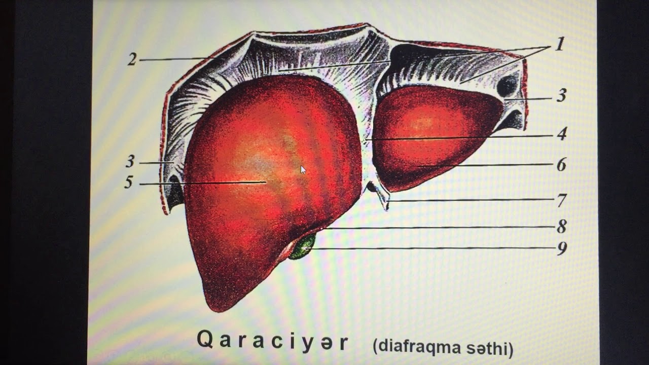 Qaraciyər - YouTube