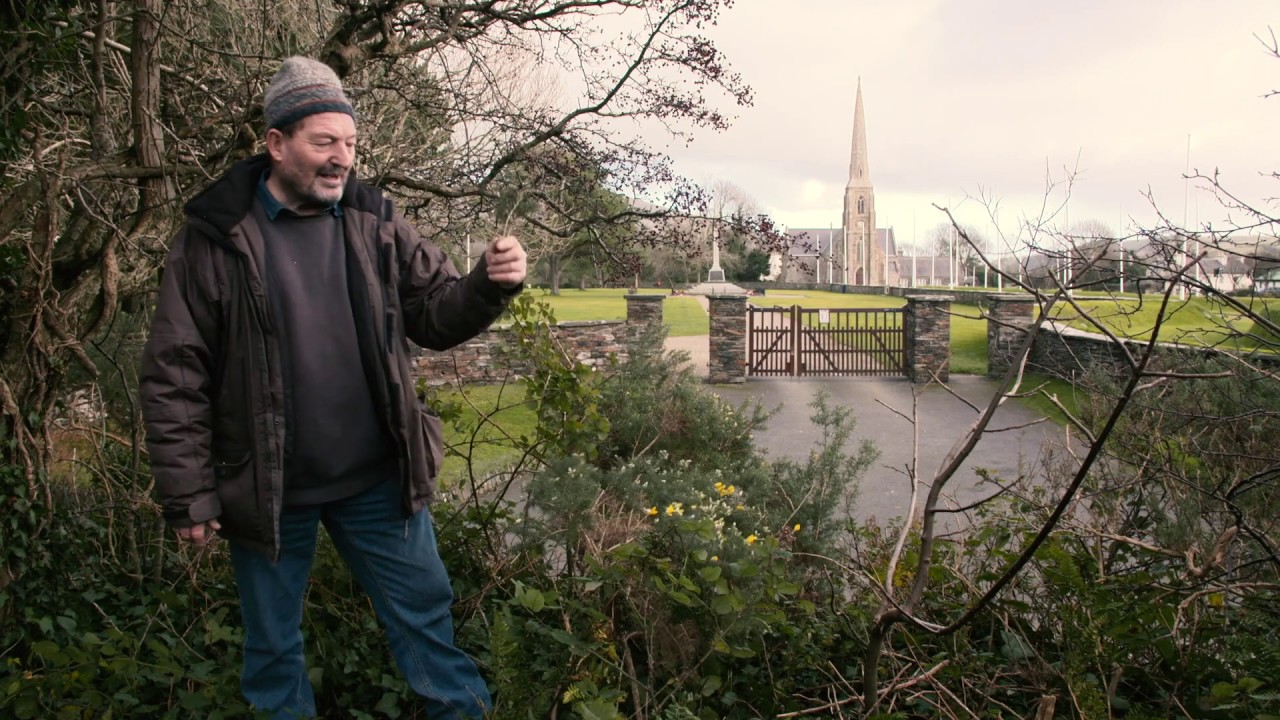 Manx Gorse: Sayings, folklore & uses - YouTube