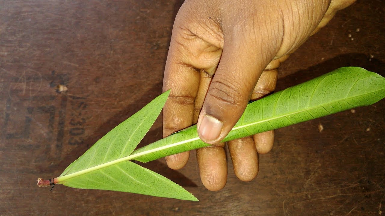 How to make leaf toy just 5 minutes - YouTube