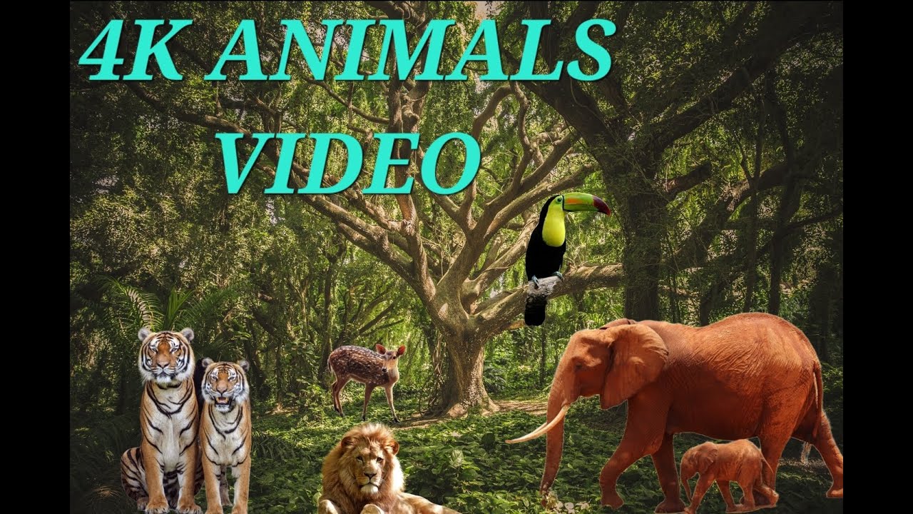4K WILDLIFE Video - 4K वन्यजीव वीडियो - Our Planet Relaxation Film ...