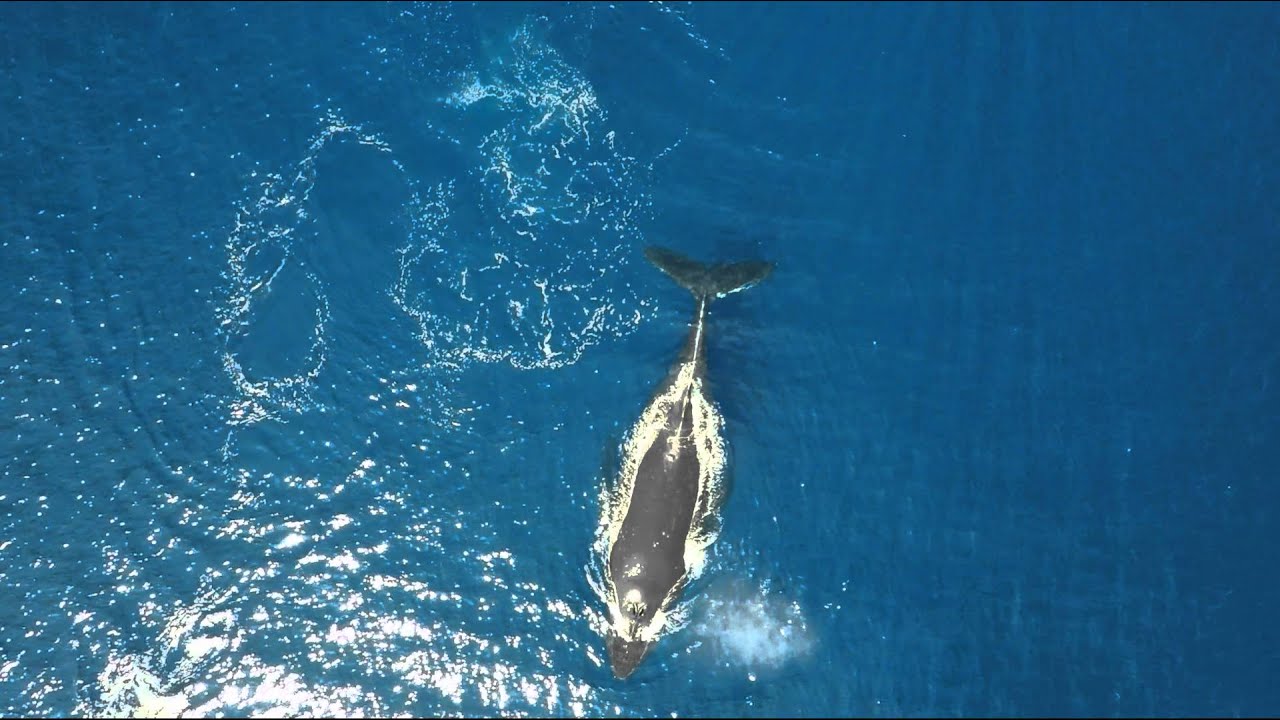 Whale Calf Playing and Breaching, Maui Hawaii, Phantom 2 Drone with ...