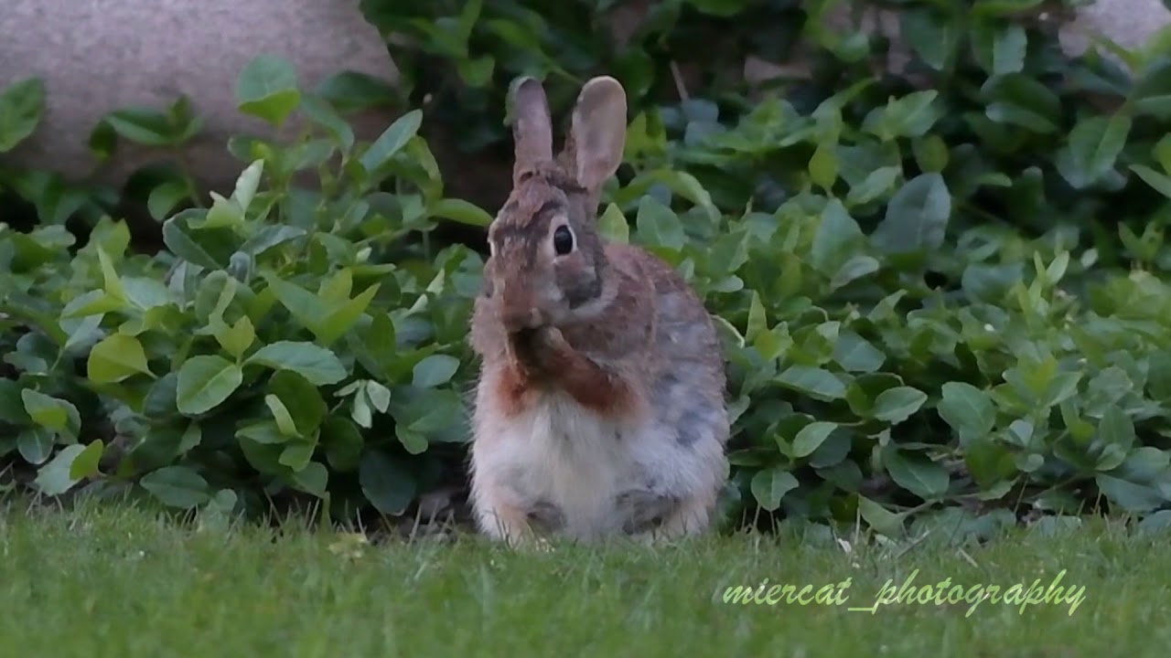 Eastern Cottontail Washing it Face - High Cuteness Alert - YouTube