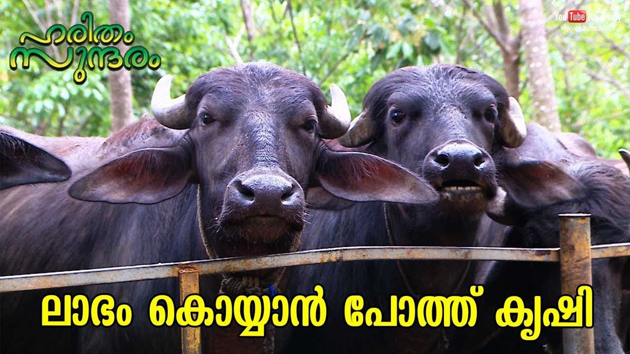 Buffalo farming for reaping large profits | Haritham Sundharam | EP 216 ...