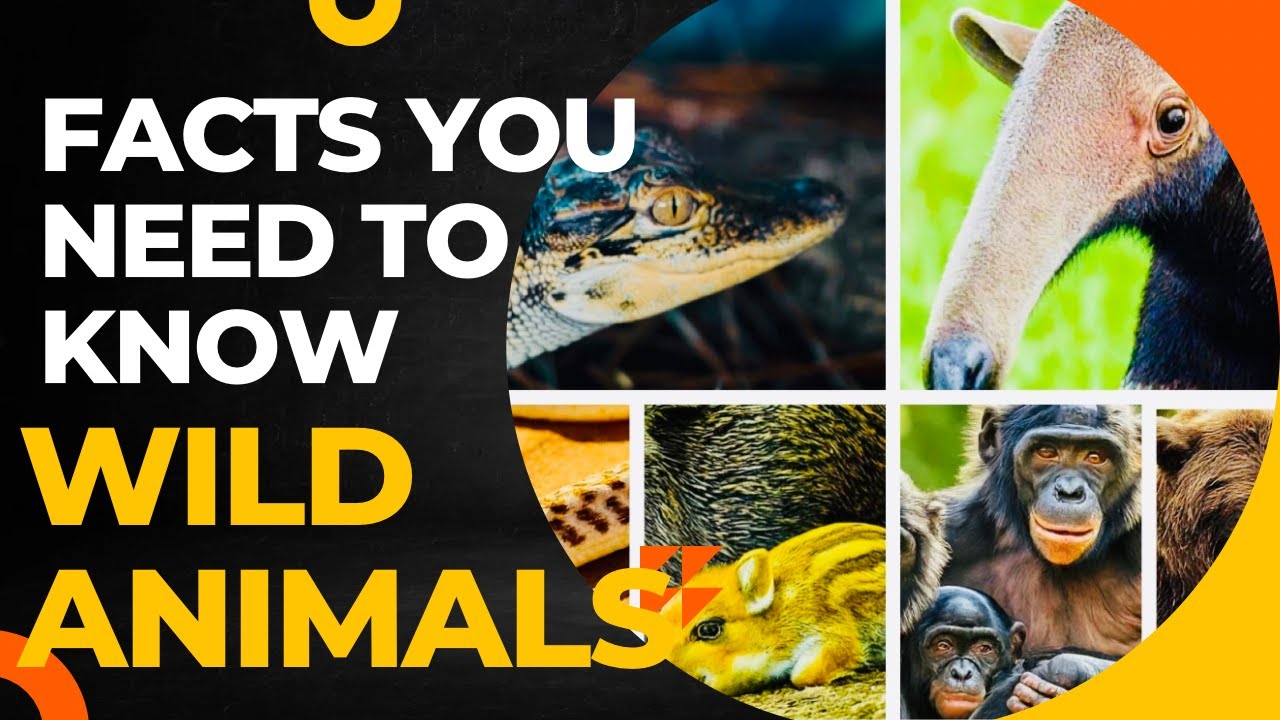 Fascinating Facts You Didn t Know About Wildlife facts wildlife fascinating-facts-you-didn-t-know-about-wildlife-facts-wildlife