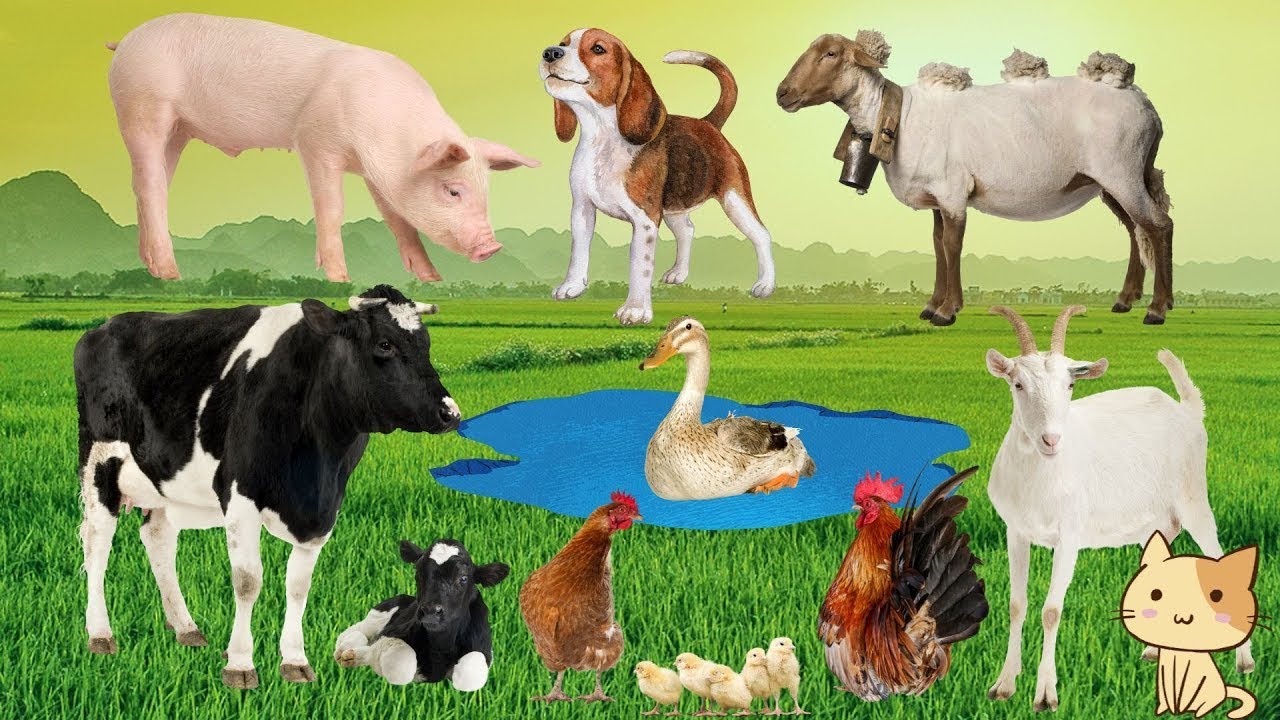 Compilation of Farm Animal Sounds: Cow, Tiger, Horse, Dog, Sheep, Cat ...