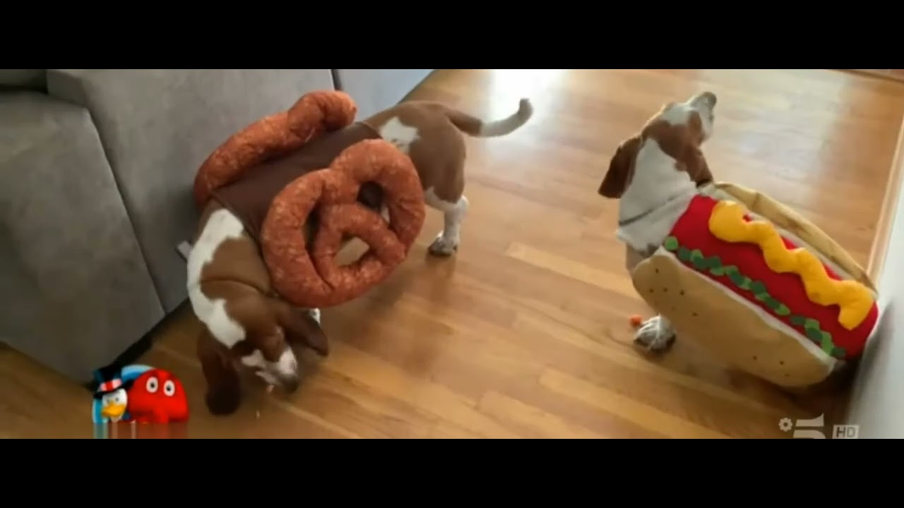 paperissima sprint animali di papero e gabibbo 10 - YouTube