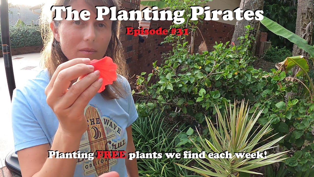 Planting FREE Plants we find Weekly! | The Planting Pirates Episode #31 ...