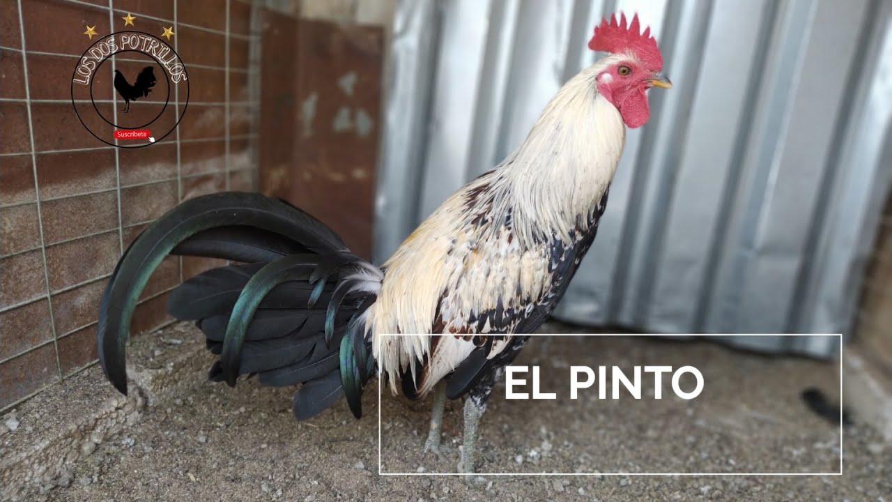 Pollo spangle hatch con Clement de 6 meses - YouTube