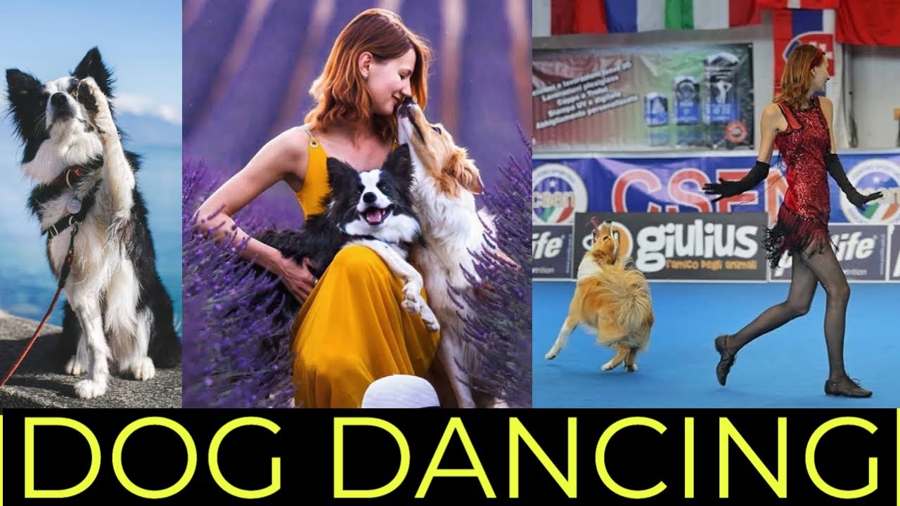 HOW TO TEACH YOUR DOG TO DANCE | DOG DANCING Q&A | YOLO PUP - YouTube