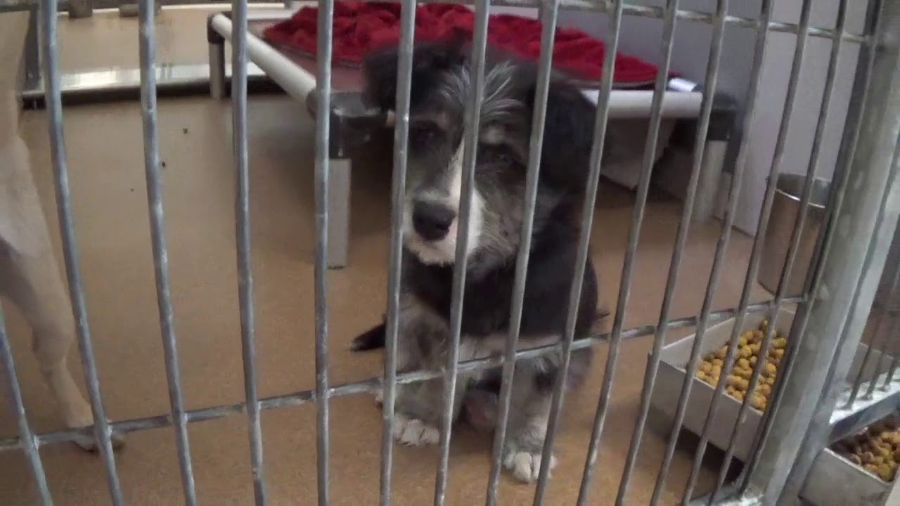 New Female Puppy Arrival at Pinole Shelter - YouTube