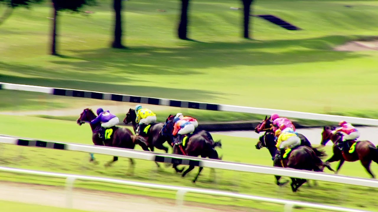 Thailand horse racing 2017 Dec,2 Race 4 Div 1 - YouTube