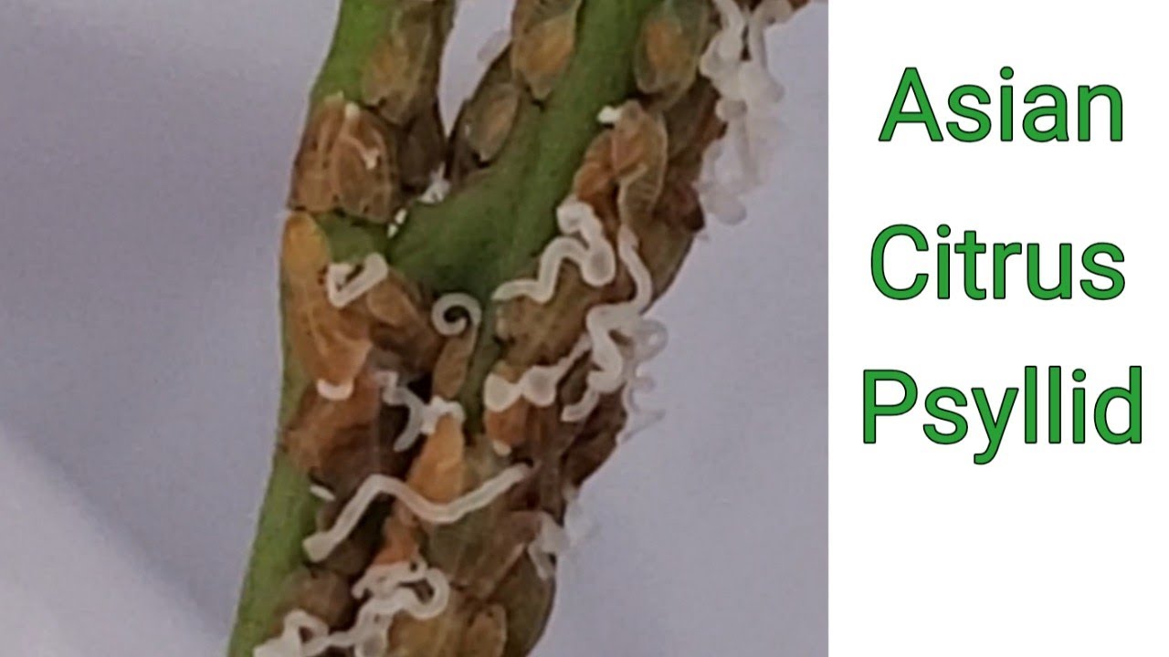 Asian Citrus Psyllids found on my orange tree. - YouTube