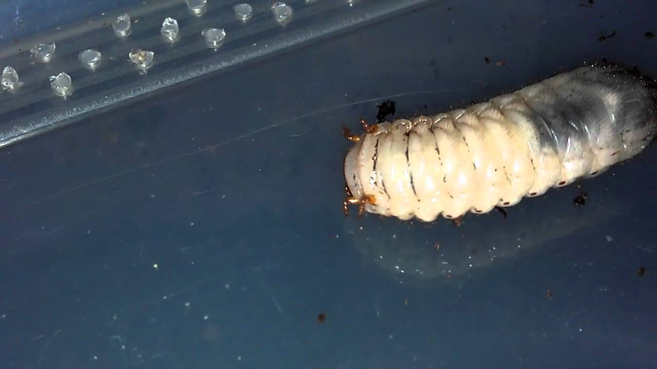 Fruit beetle grub. - YouTube