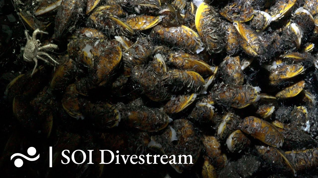 Experiment 2 | SOI Divestream 547 - YouTube