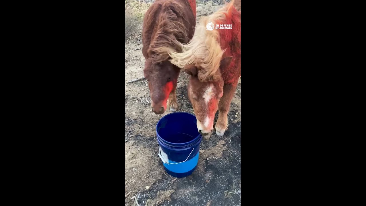 Ponies Rescued After Animal Shelter Torched by Palisades Fire - YouTube