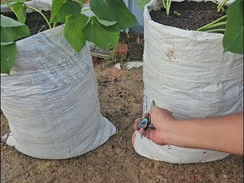 Cara menanam ubi jalar di karung bekas - YouTube