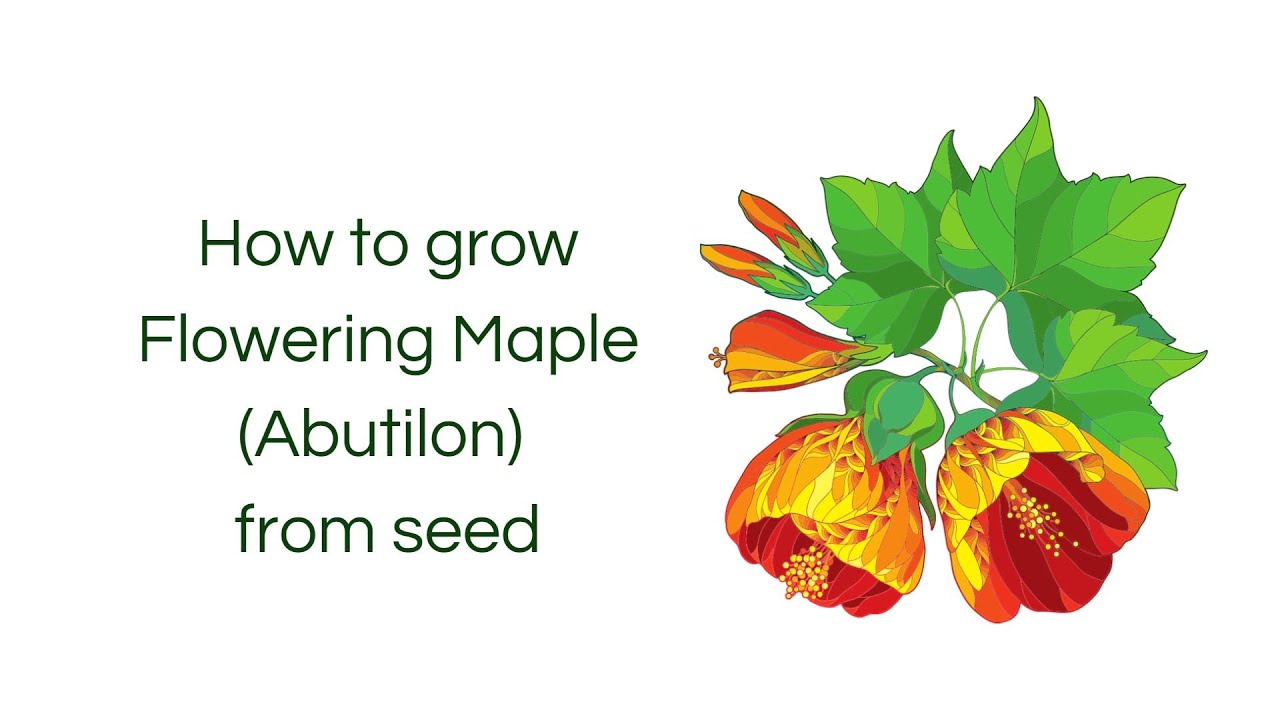 How to propagate flowering maple (Abutilon) from seed - YouTube