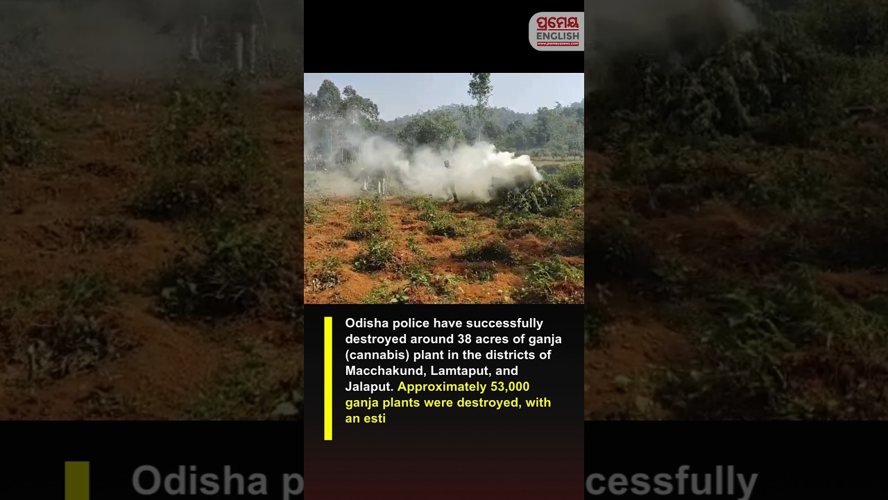 Odisha Police destroy 53,000 ganja plants worth ₹3+ cr in Koraput. # ...