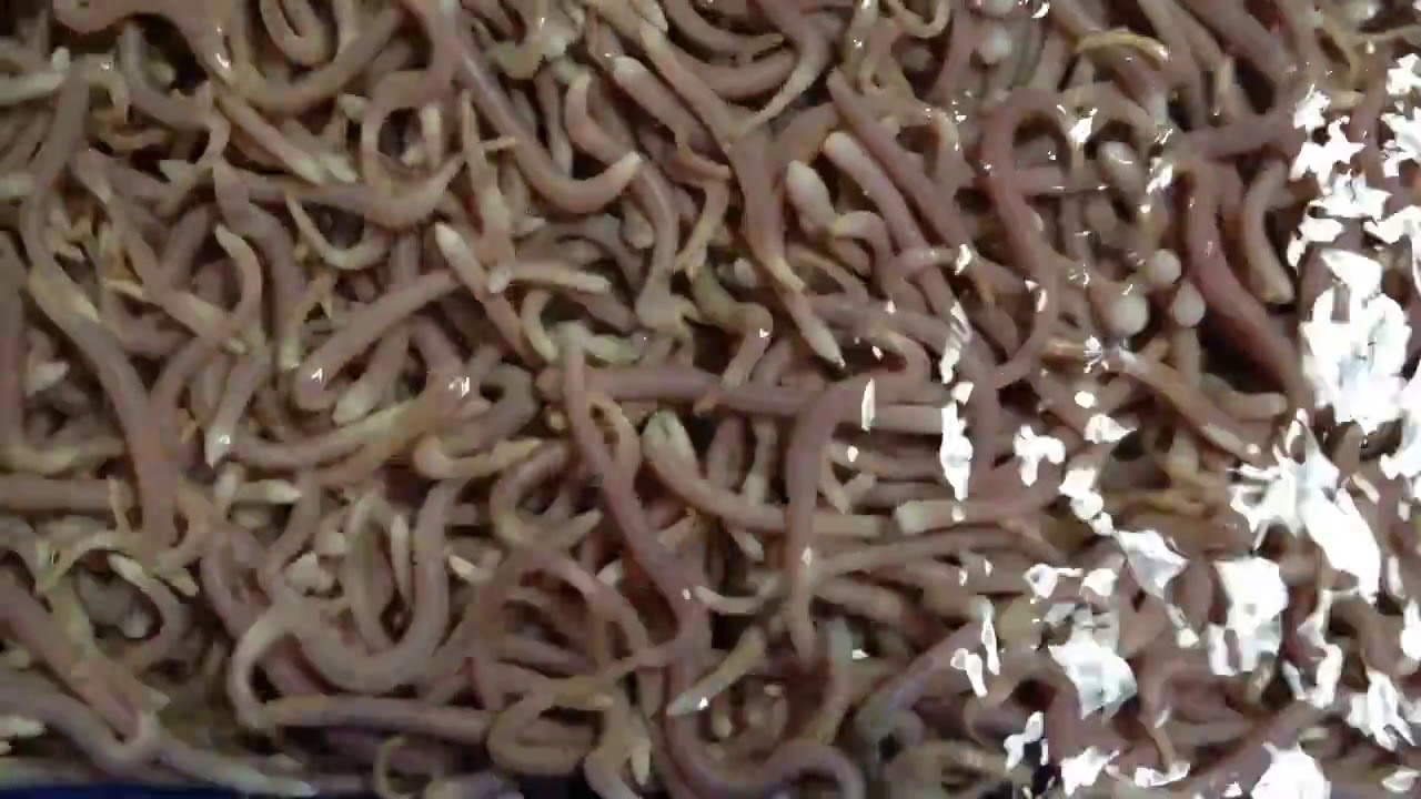 Vers Blanc En Action - YouTube