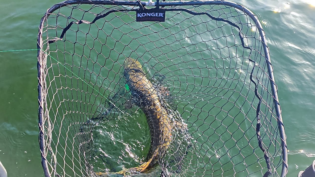 Podbierak Konger Mega Pike - YouTube