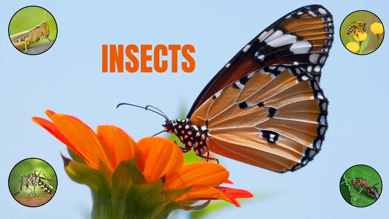 Names of Insects / 17 Types Of Insects For Children / Real Life Kids ...