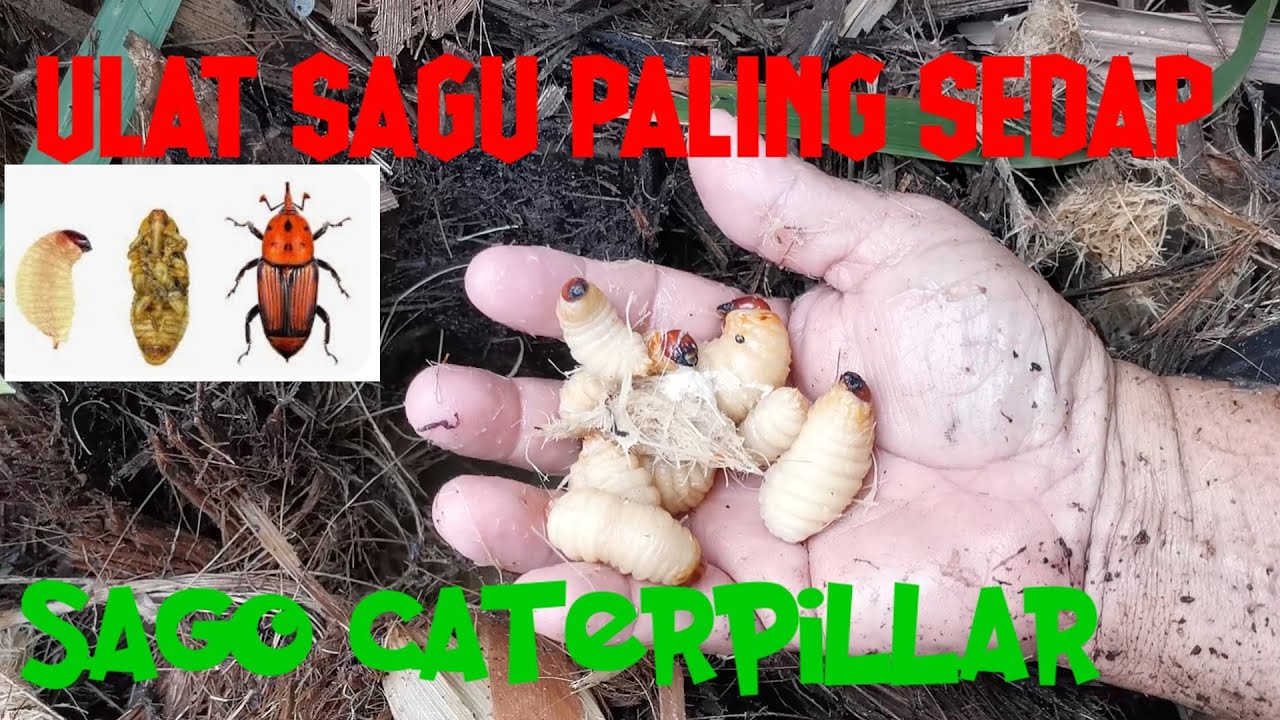 Makan Ulat Sagu || Orang Kampung - YouTube