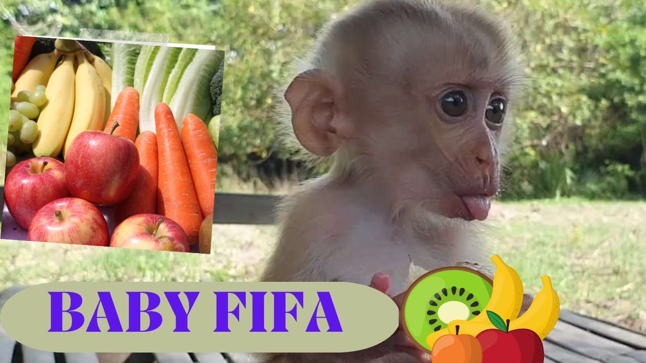 Cute pity Fifa eating fruit a lone and waiting Lola to playing with him ...