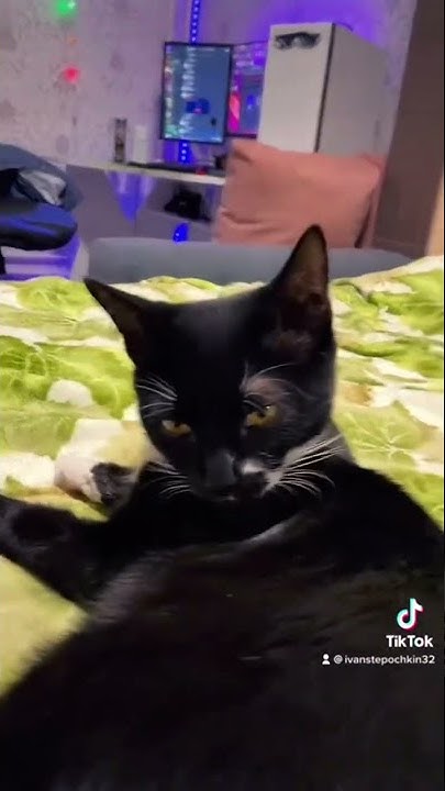 #кит #кот #живность #домашний кот #котенок #shorts #cat - YouTube