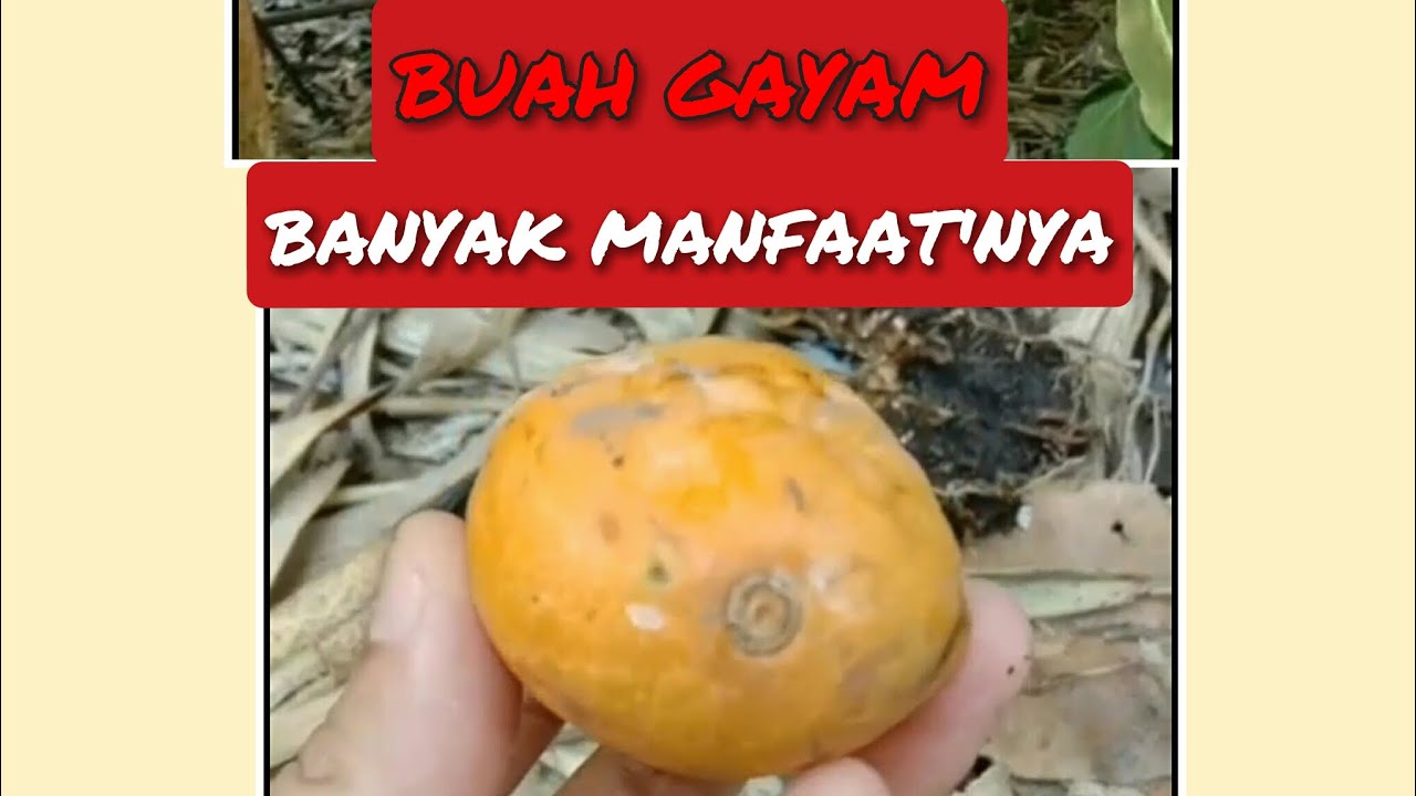 GAYAM || MENCARI BUAH GAYAM DAPAT BANYAKK BANGETT 😱😱 - YouTube