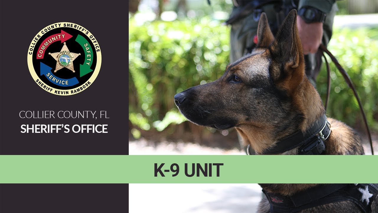 Collier County Sheriff's Office K-9 Unit - YouTube