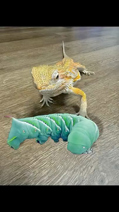 Bearded dragon FREAKS OUT eating hornworm for the first time 🤯🤯 - YouTube