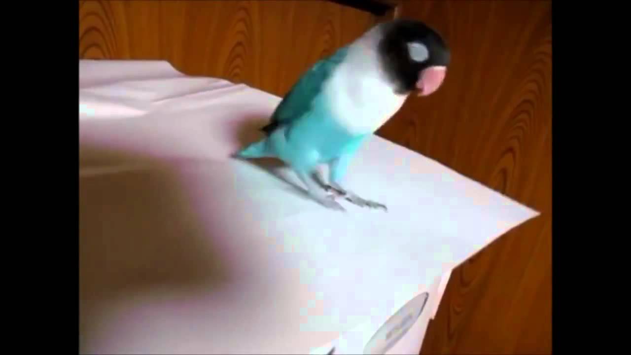 Cute Parrot Tap Dancing - YouTube