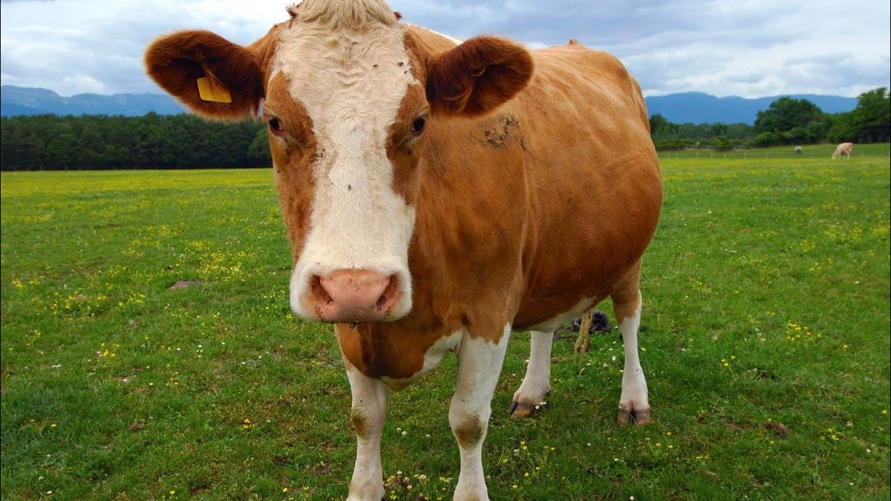 The Most beautiful video is selling dairy cows //Cattle sale - YouTube