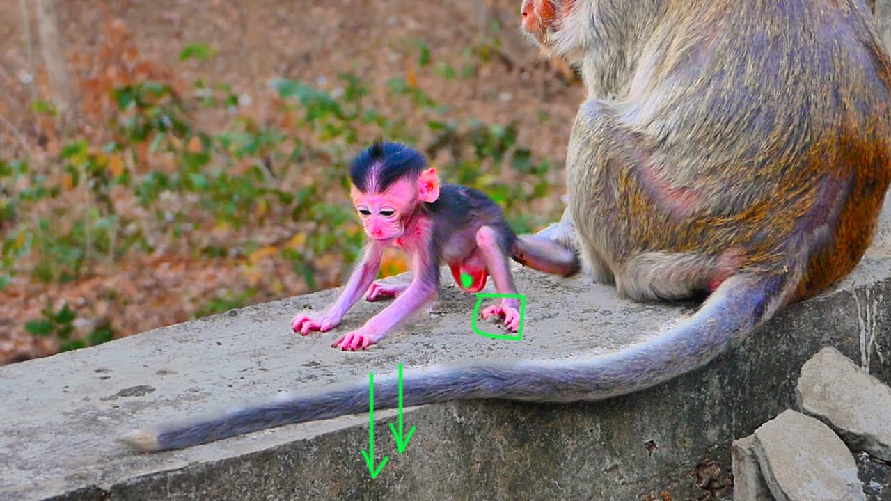 Not so much caring ! Just born three day mama monkey Rany let baby Rano ...