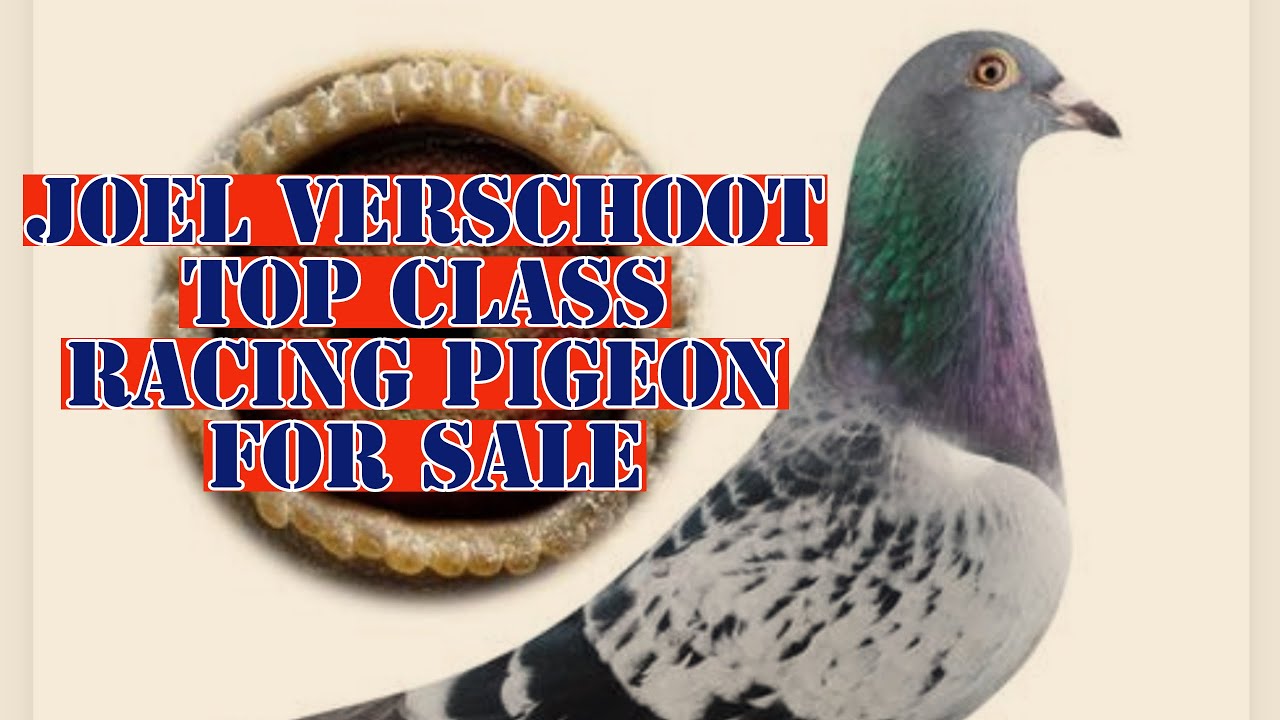 Joel Verschoot Top Class Breeder Racing Pigeon For Sale In Pipa Pigeons ...