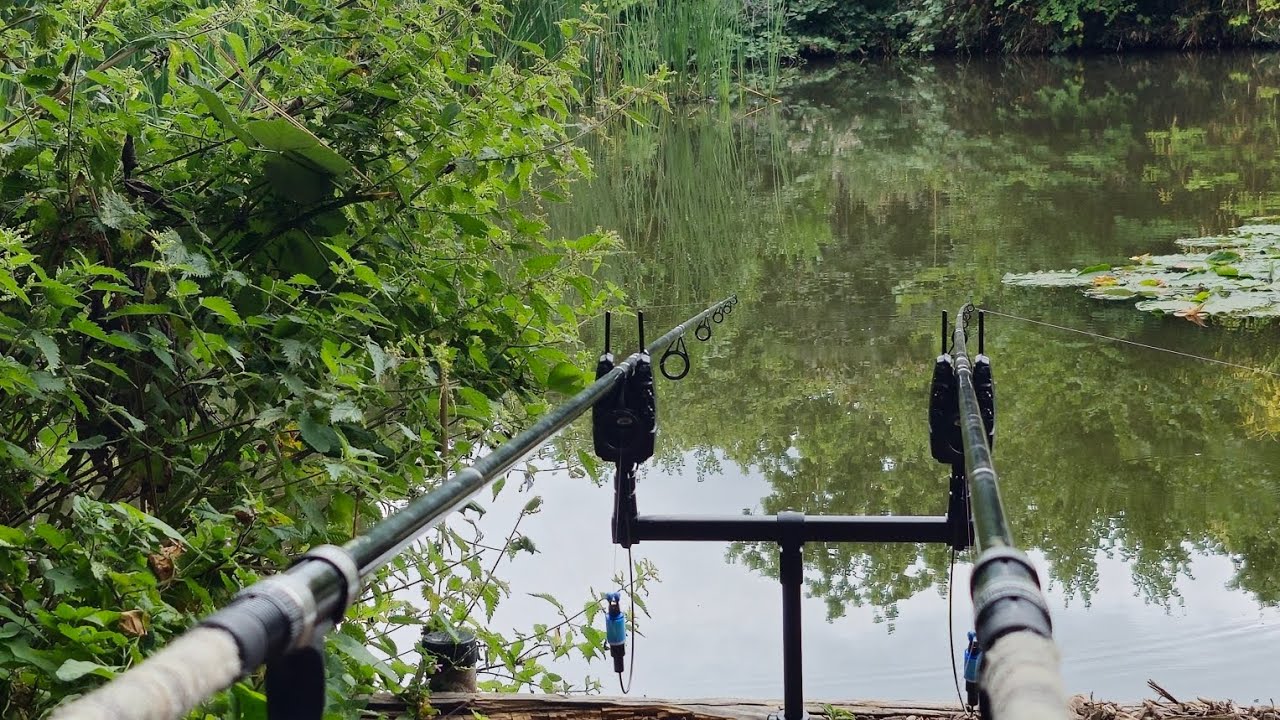 My quest for a 20lb carp #fishing #tacticalcarper #youtube #carp - YouTube
