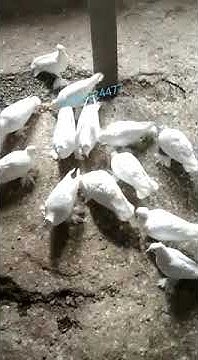 yahoo pigeons 9149724477 - YouTube