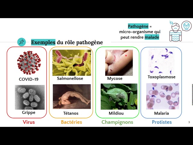 Quels Sont Les Différents Types De Pathogènes – FYNSR