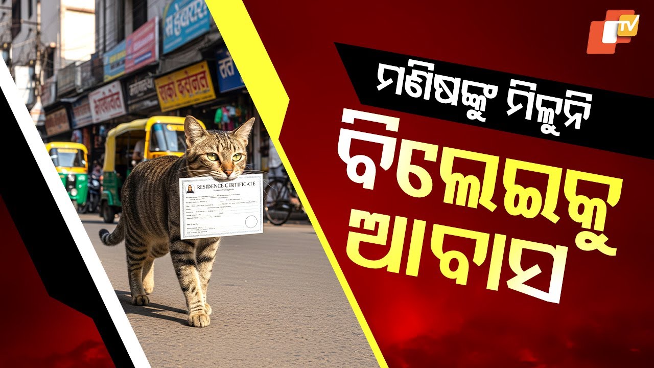 Special Story: Cat Kumar, the Cat, Applies for Residence Certificate ...
