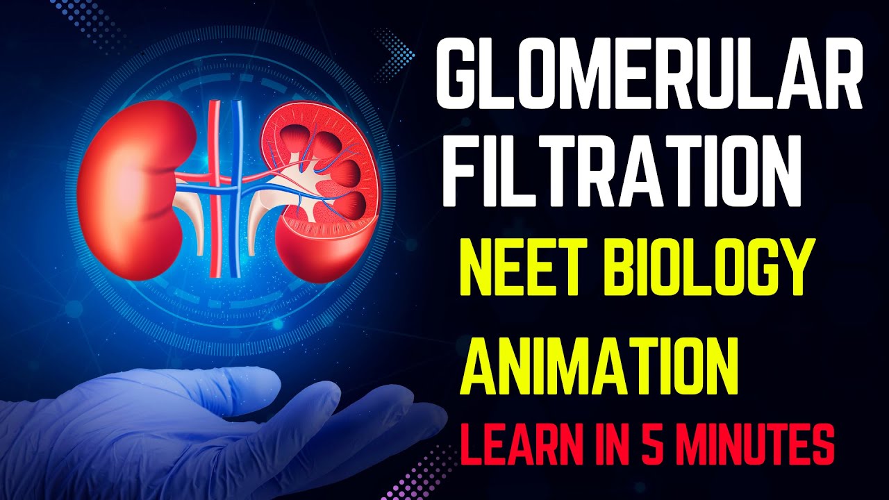 LEARN GLOMERULAR FILTRATION IN 5 MINUTES ANIMATION | EXCRETORY PRODUCTS ...