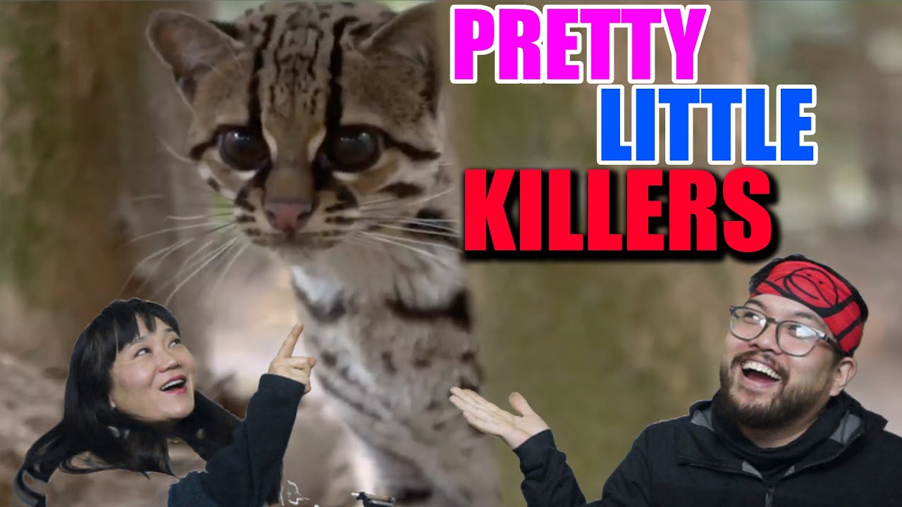 The Cutest Killers you’ll ever see. Cats so cute you’ll want to visit ...