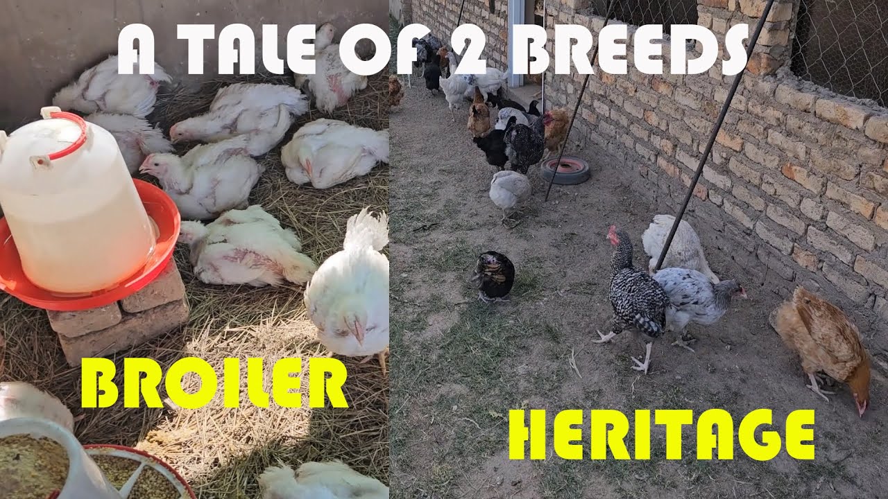 Broilers in week 5 and Heritage Chicken Growing - YouTube
