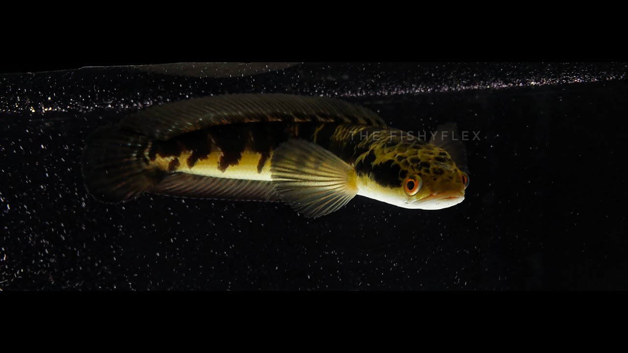 Channa Maruliodes Yellow Sentarum Snakehead | #Shorts | Relaxing video ...